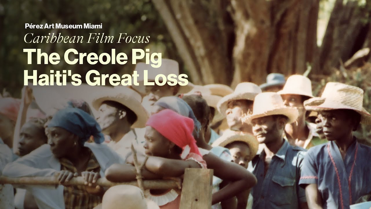 Caribbean Film Focus | The Creole Pig: Haiti’s Great Loss - YouTube
