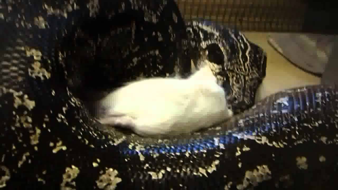 2nd Largest Boa Constrictors In The World (Read Video Info) - YouTube