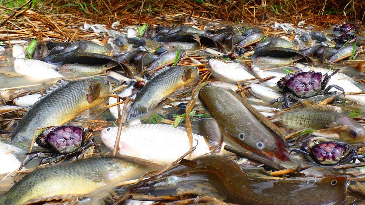 Wow amazing fishing! A fisherman skill catch big fish ,crab a lots in ...