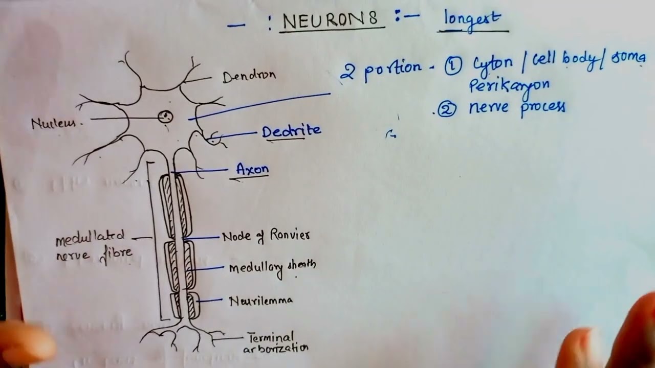 Terminal Arborization
