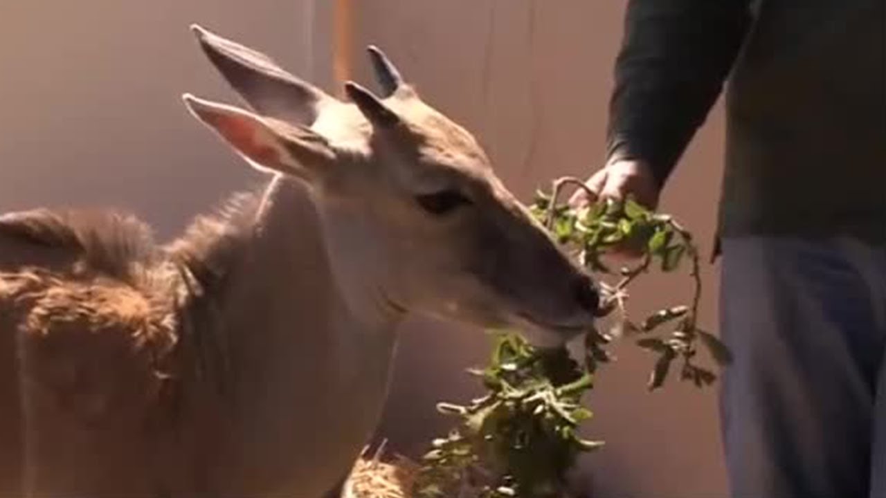 Nursing Skew the Eland Calf Back to Health | Vet Safari | BBC Earth ...