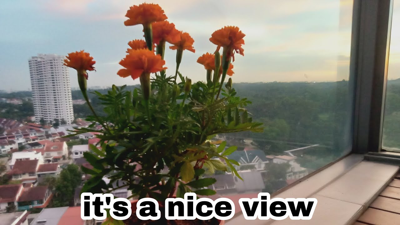It's a nice view - YouTube