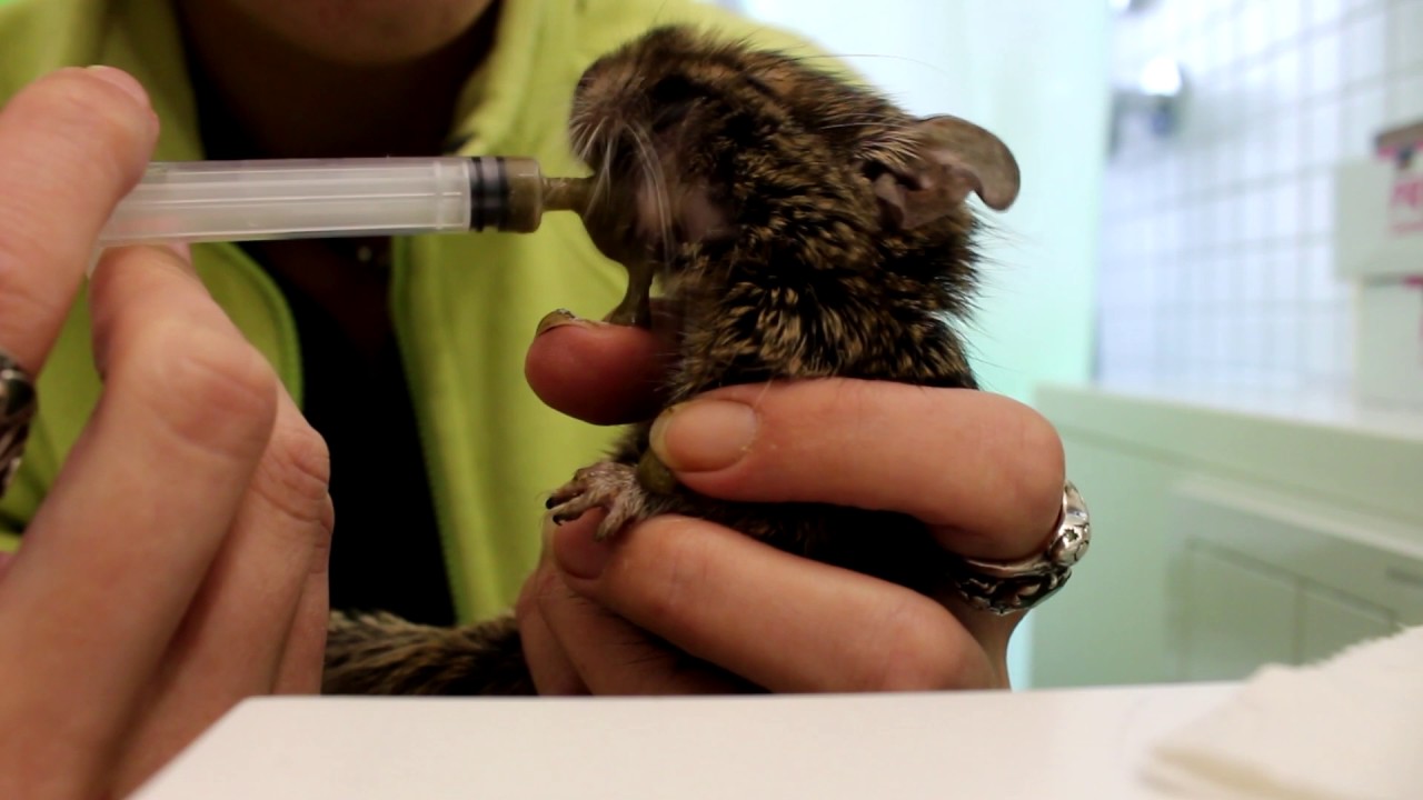 Feeding my degu liquid food - YouTube