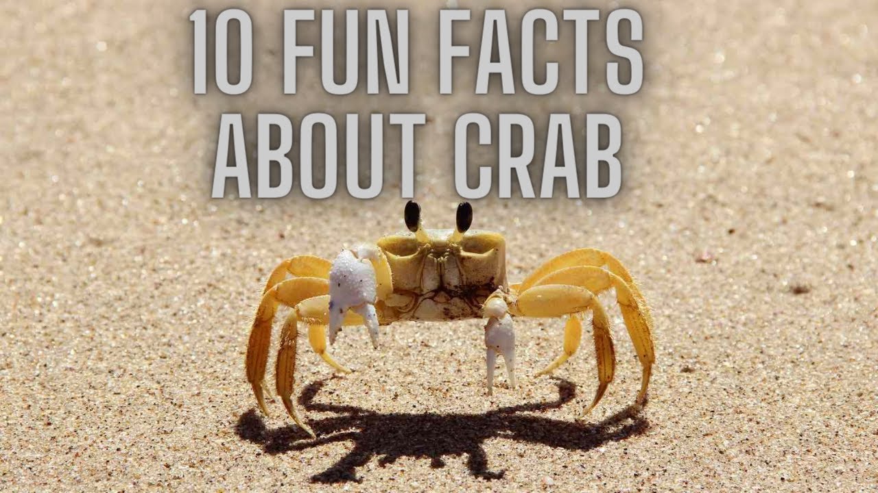 10 Fun Facts About Crabs - YouTube