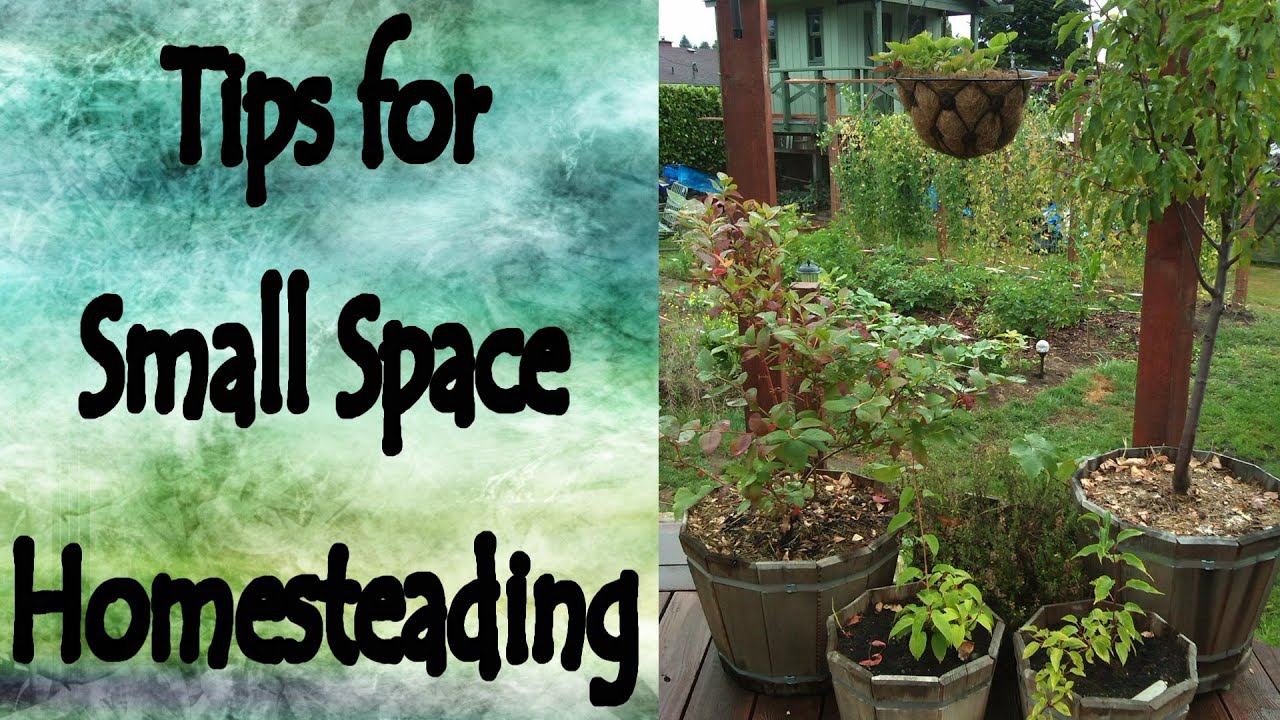 Tips for Small Space Homesteading - YouTube