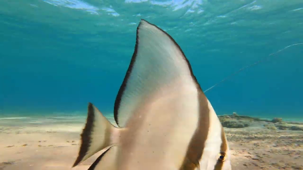 diving-albatros-palace-resort-schnorcheln-hurghada-egypt-gypten-gopro
