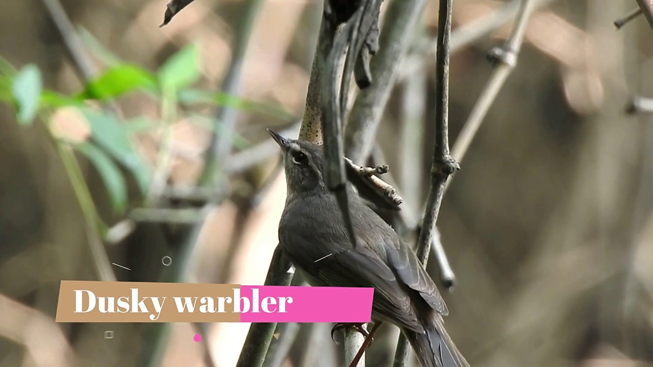 With Call, Dusky warbler (Phylloscopus fuscatus). - YouTube