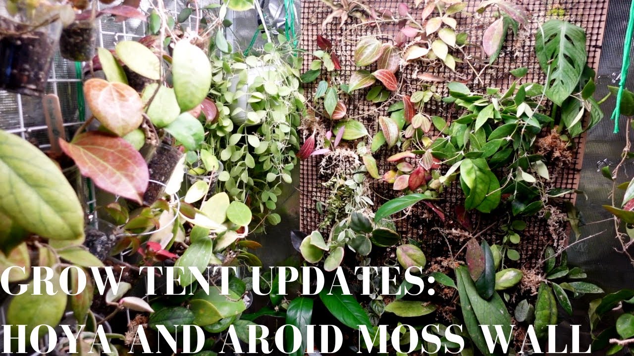 Grow Tent UPDATE: HOYA AND AROID Moss Wall - YouTube