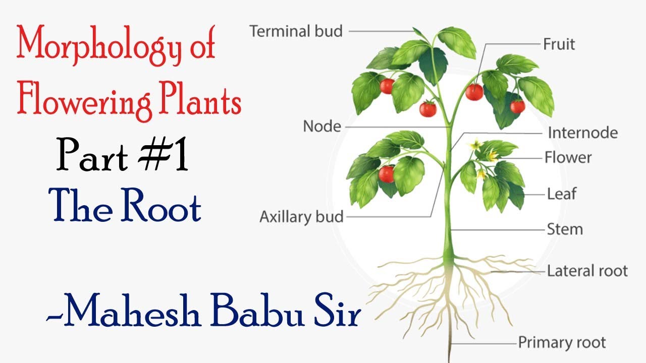 Root | Part #1 | Morphology OF Flowering Plants | by Mahesh Babu sir ...