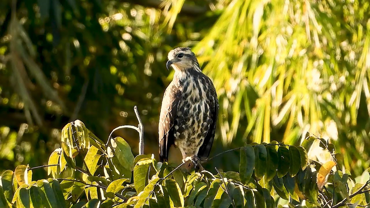 GAVIÃO-CARAMUJEIRO fêmea na miúda (ROSTRHAMUS SOCIABILIS), SNAIL KITE ...