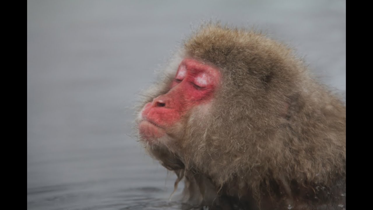 Zen Snow Monkeys in a Hot Springs, Japan - YouTube