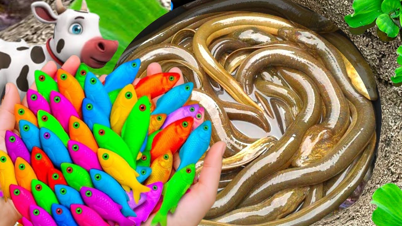 Awesome Catch Beautiful ColorfulAquarium Fish In Small Pond, Nemo Fish ...