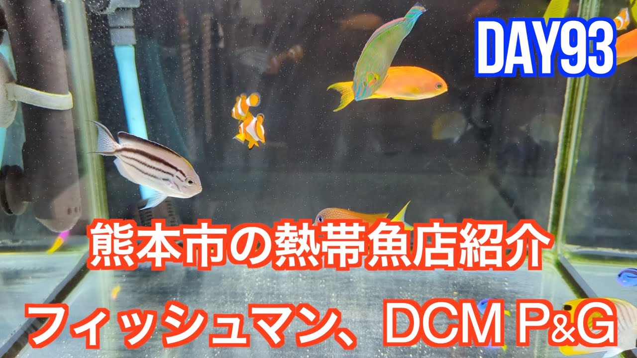 DAY93 熊本市の熱帯魚店紹介 フィッシュマン、DCM P&G - YouTube