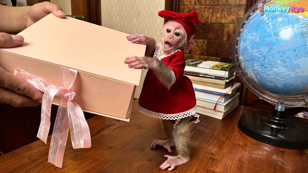 Monkey Kyo is happy to receive a special gift from her fans! - YouTube