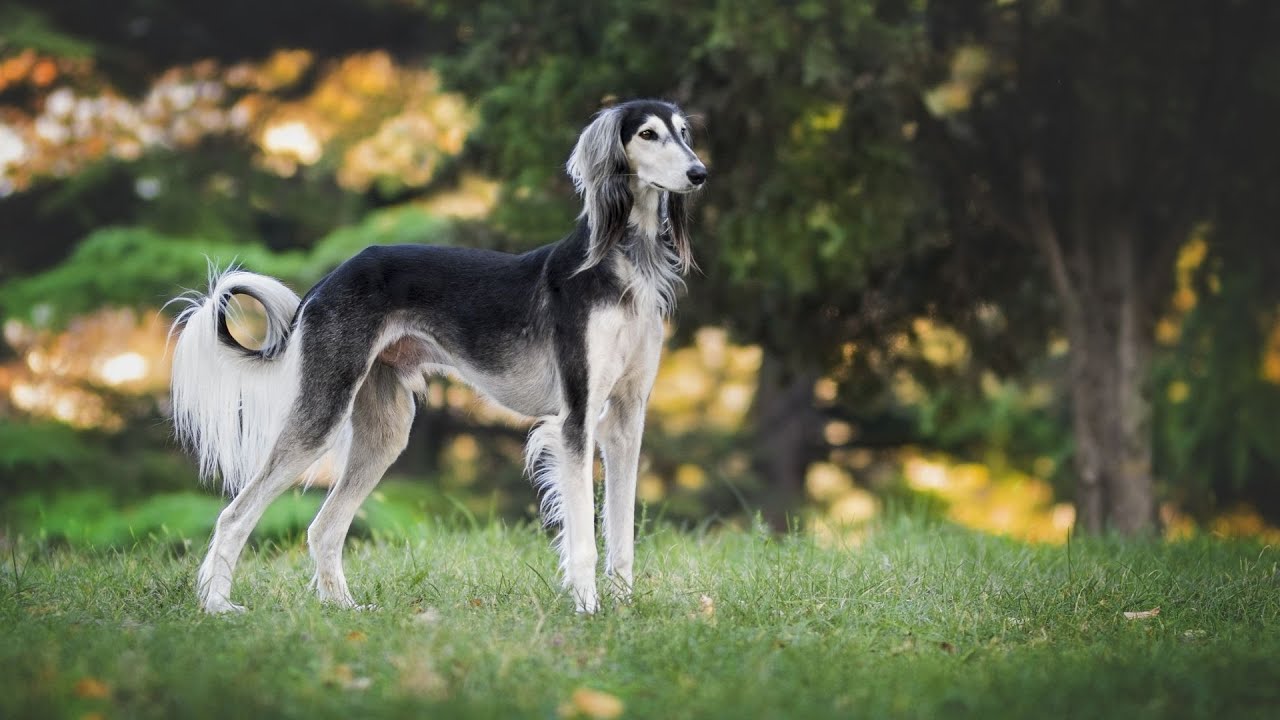 Hip Dysplasia in Italian Greyhounds: Symptoms, Prevention, and ...