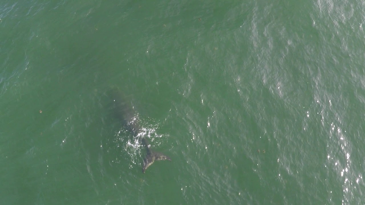 WATCH: Video shows injured whale calf treated at sea