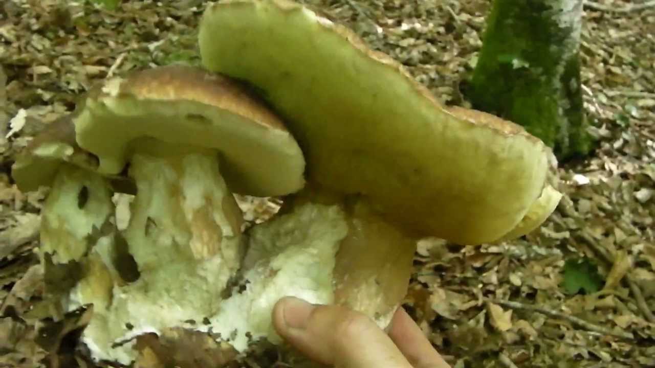 cèpes 2011 - les plus gros cèpes - YouTube