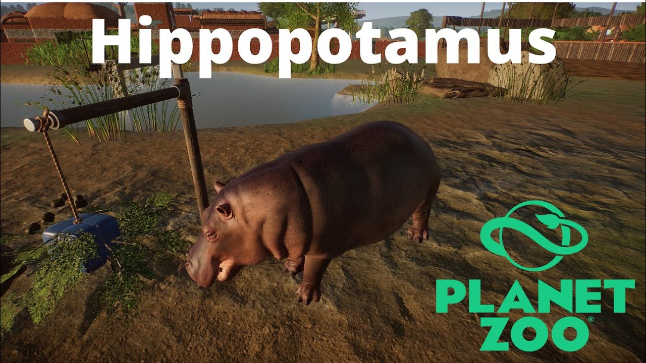 Planet Zoo - Hippopotamus: Habitat, Environment, Feeding and Enrichment ...