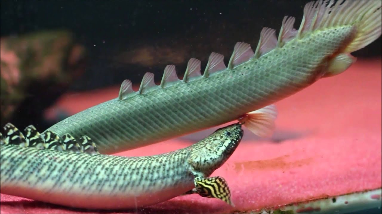 Polypterus Senegalus | ubicaciondepersonas.cdmx.gob.mx