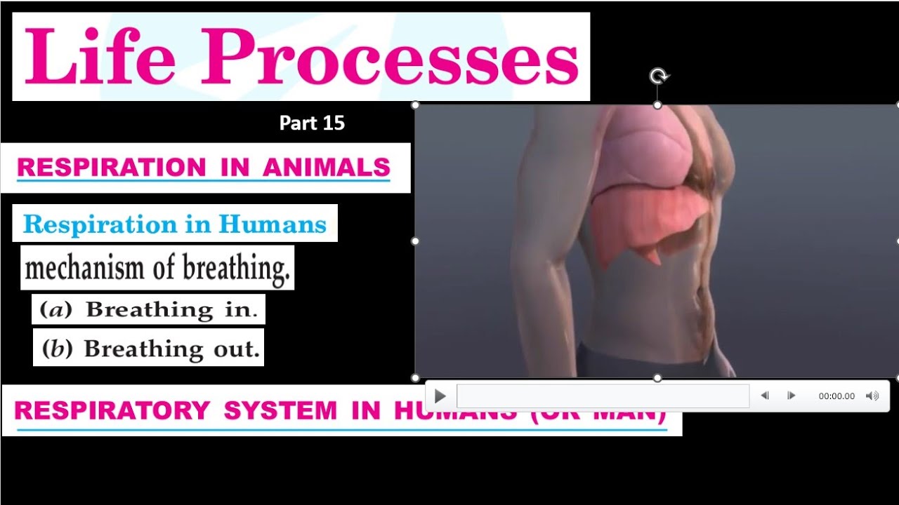 respiration in human |mechanism of breathing| human respiratory system ...