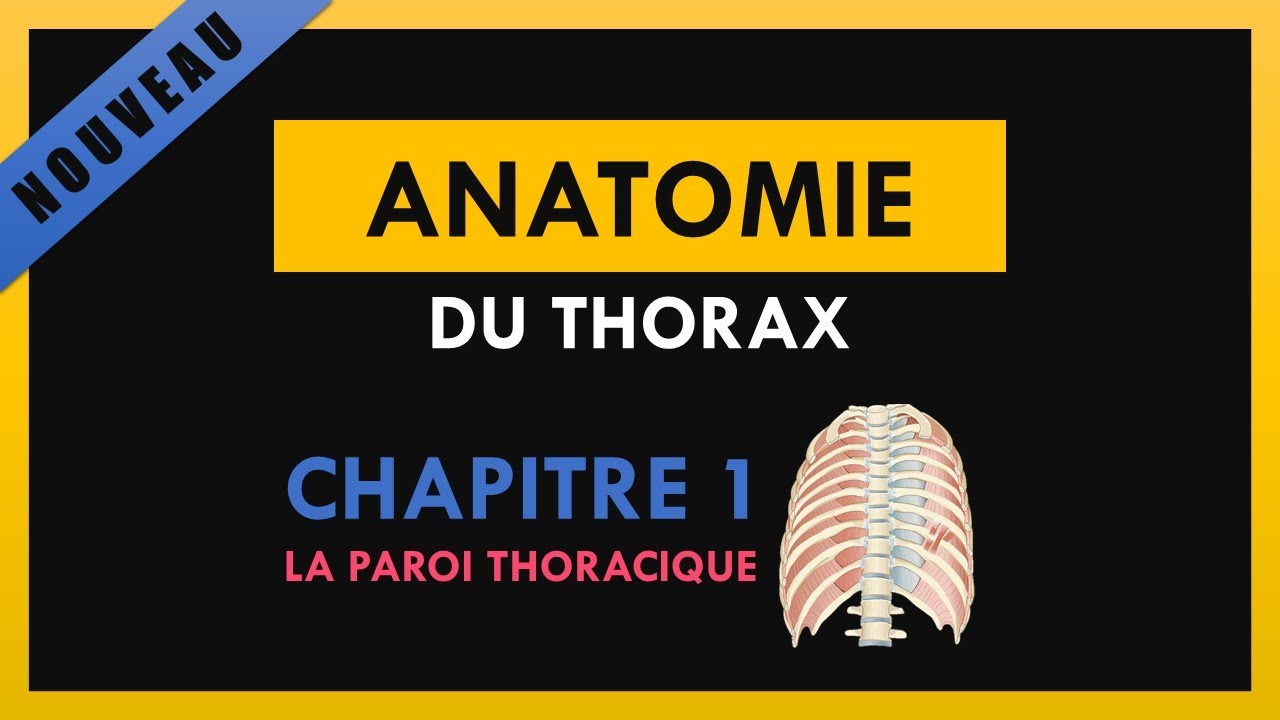 Anatomie Du Thorax - Chapitre 1 - La paroi thoracique - YouTube