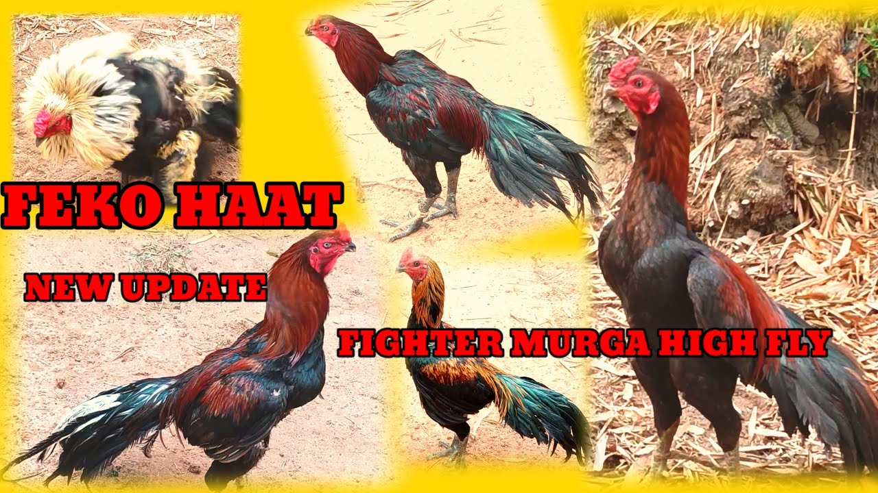 FEKO HAAT NEW UPDATE WEST BENGAL BIGGEST MURGA MARKET FEKO HAAT TOP ...