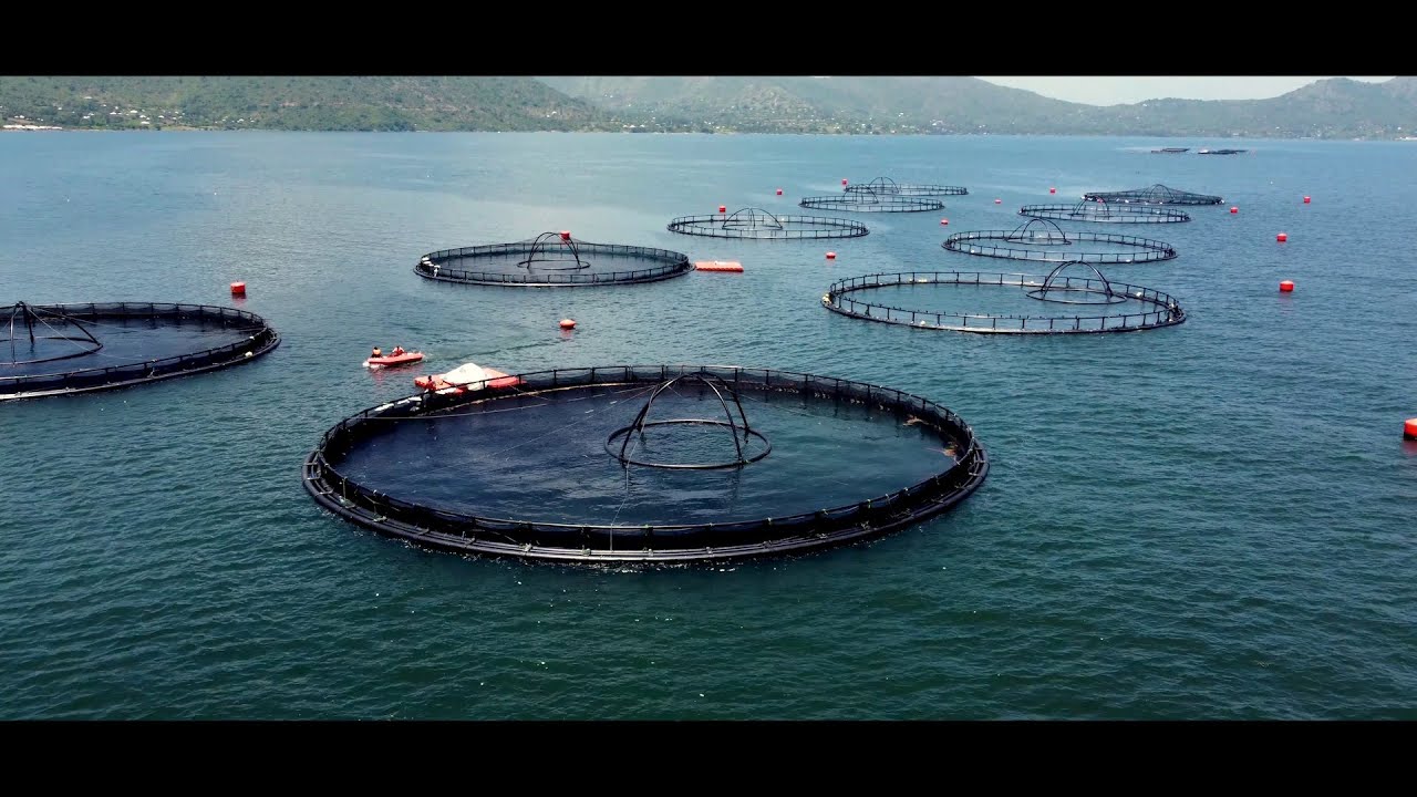 Bringing sustainable solutions to aquaculture - YouTube