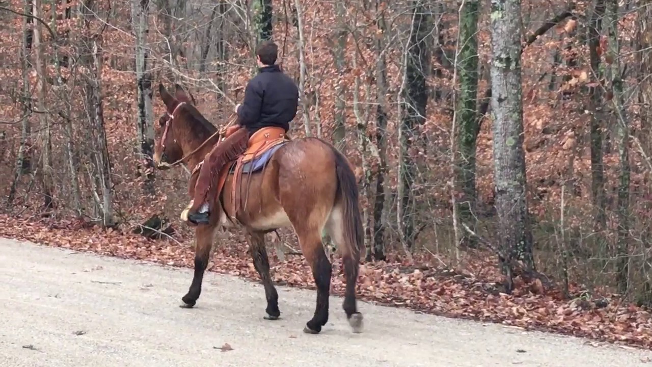 Percheron cross mule team. Ride and drive - YouTube