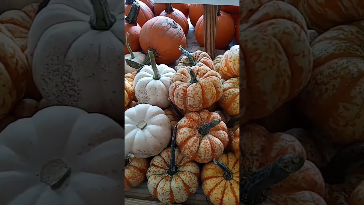 So cute mini pumpkins #colorful #pumpkin #fall #falldecor - YouTube
