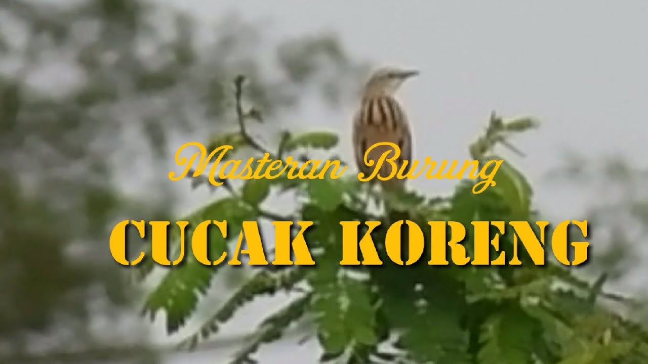 Cocok buat masteran burung mahal - YouTube