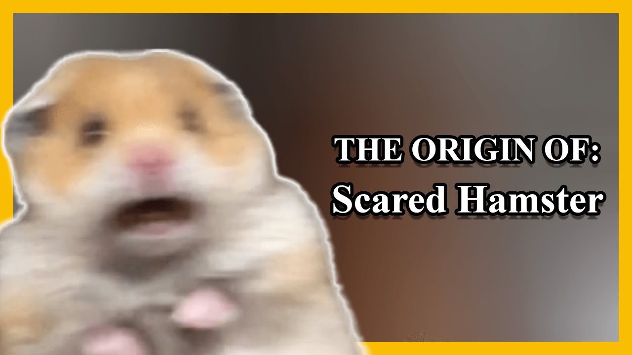 I Found The Origin Of The Scared Hamster Meme So You Don't Have To ...