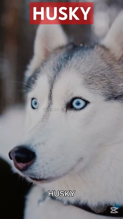 Huskies Unleashed: Discover the Fun Facts About Siberian Huskies! - YouTube