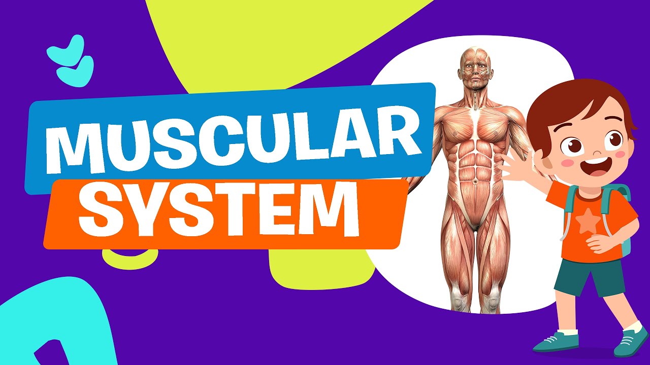 MUSCULAR SYSTEM | Science | Educational Video | Astronomy | Learning ...