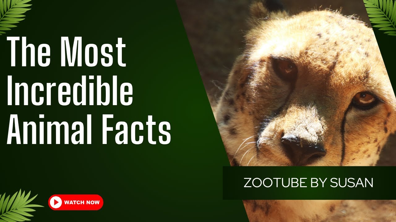 The Most Incredible Animal Facts You WON’T Believe! 🐾 | Mind-Blowing ...
