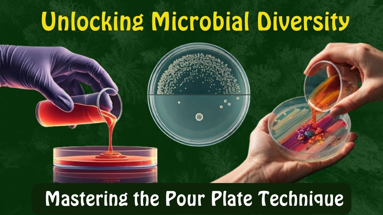 Unlocking Microbial Diversity: Pour Plate Technique Explained - YouTube