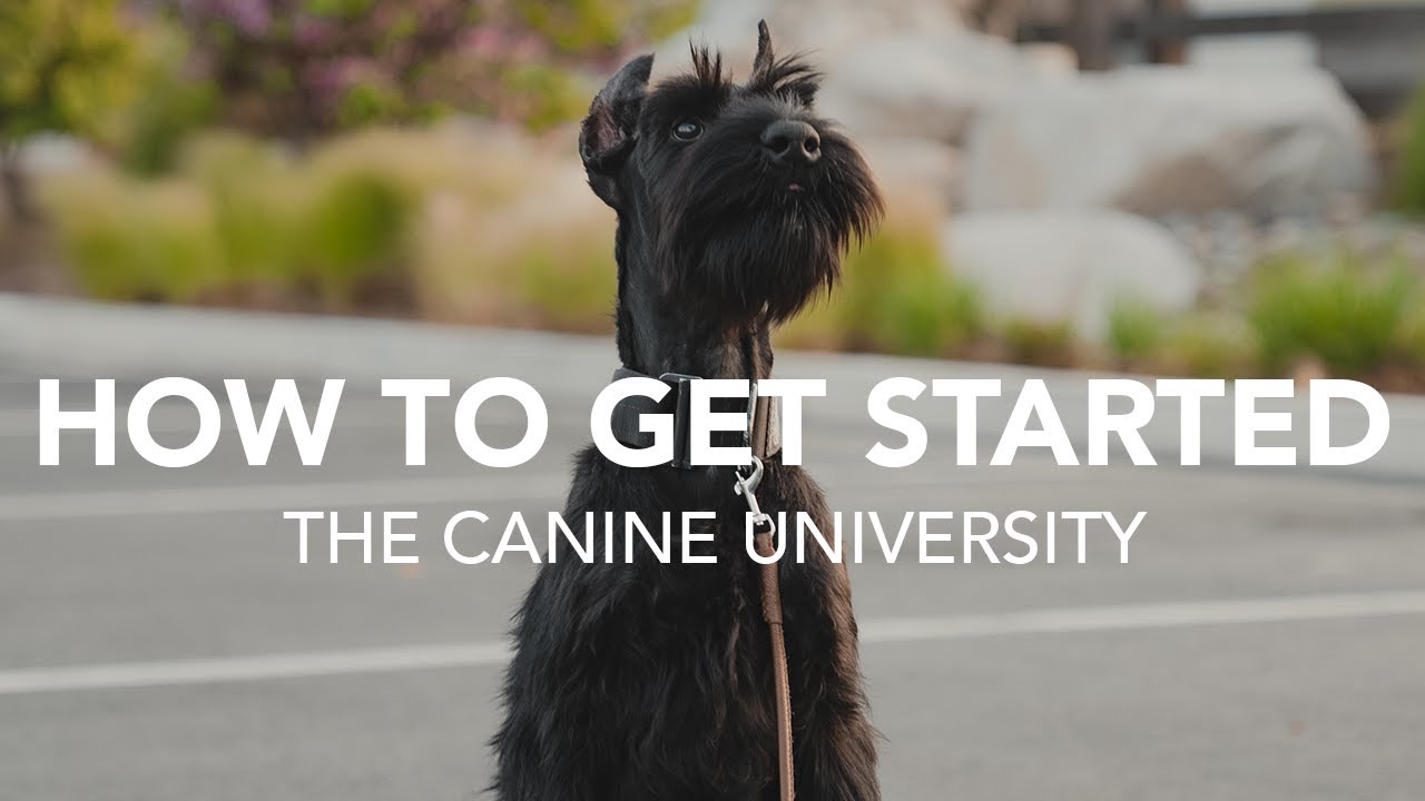 How To Get Started With Your Dog - Fundamentals - Basics - The Canine ...