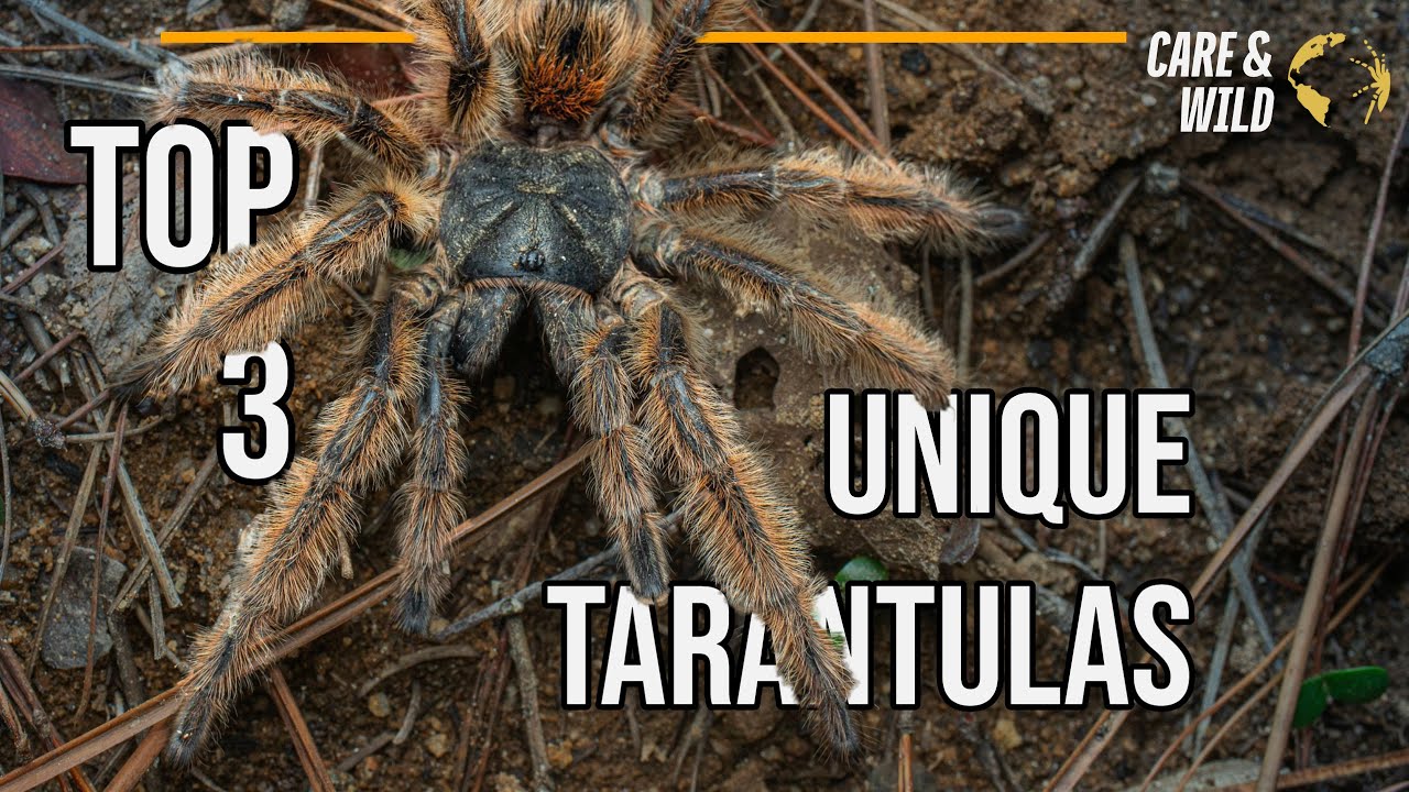 Unique Top 3 Wild Tarantulas - Tarantula Hunting Around The World - YouTube