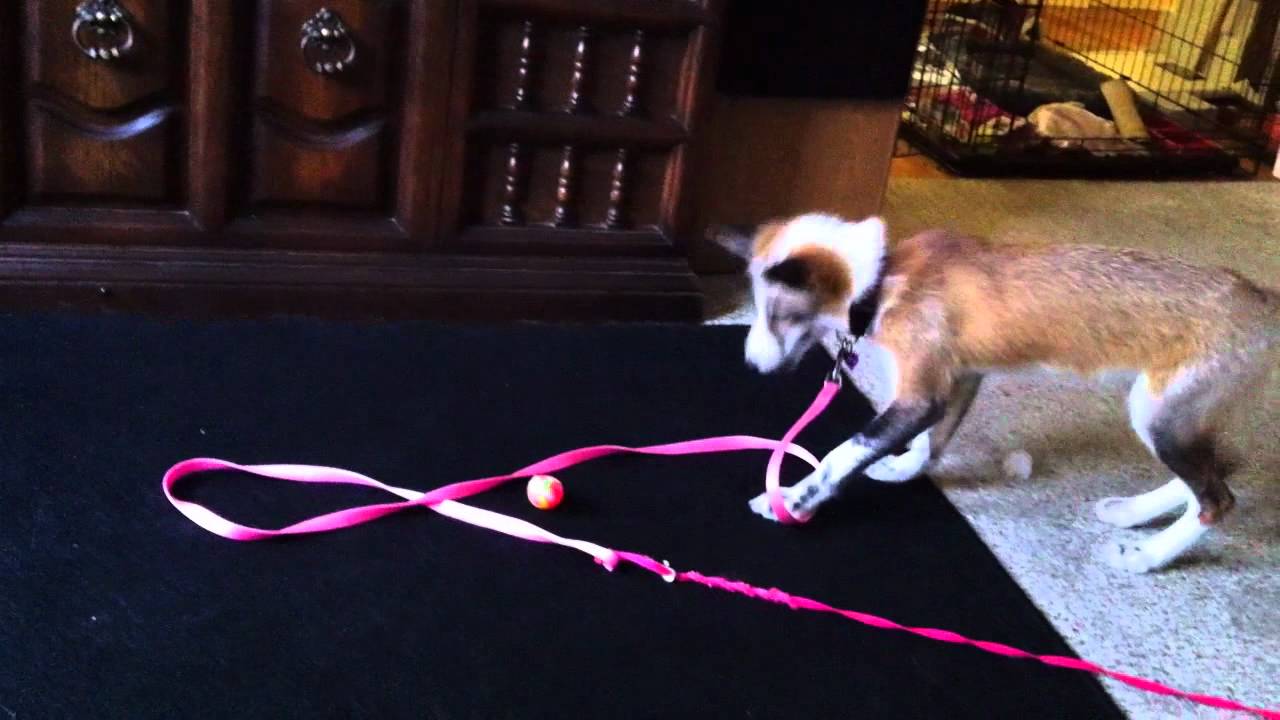 Layla the Fox plays - YouTube