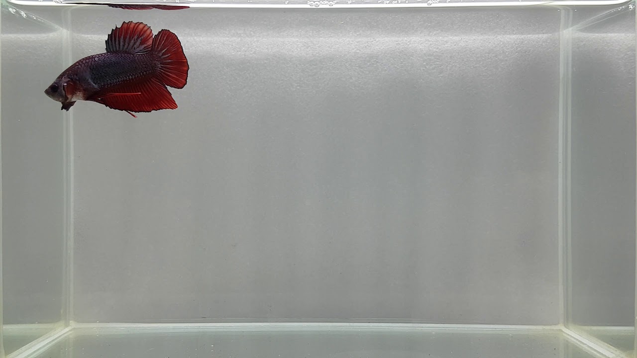 Male Betta: MY189 Fancy Red Grey HMPK - YouTube