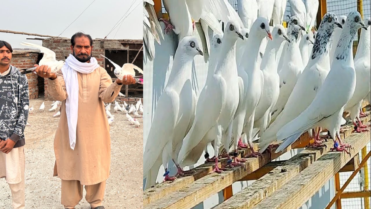101 Indian Kabootar 🦅| Faisalabad Pigeon - YouTube