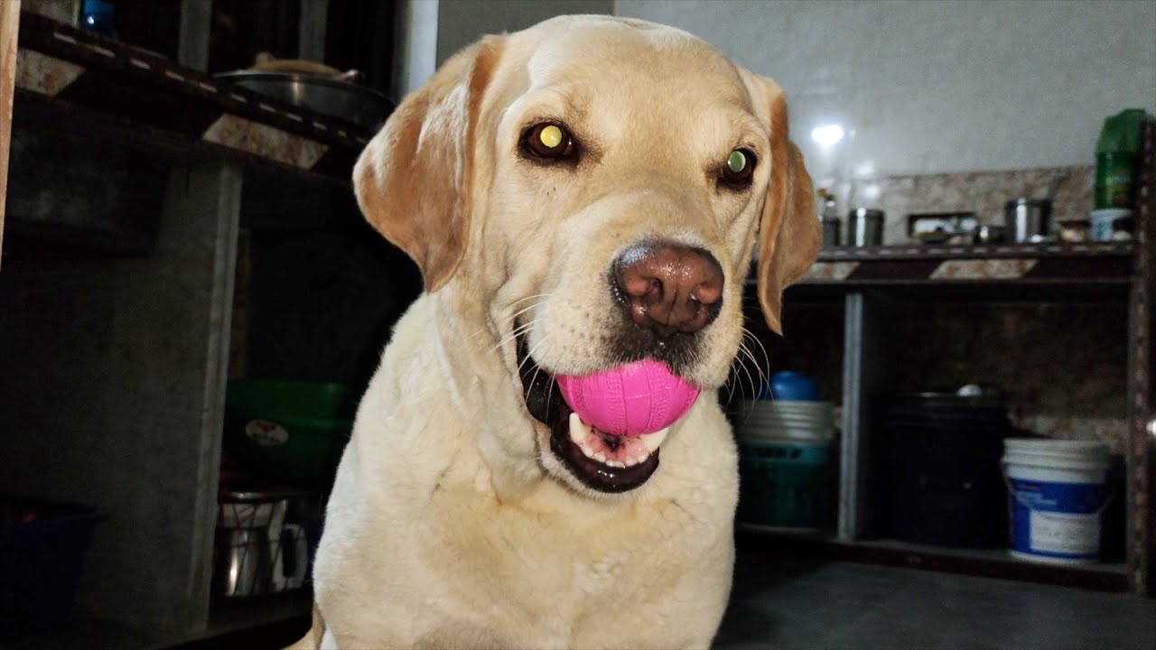 Labrador Retriever Jimmy Playing with a New Rubber Ball [Compilation ...