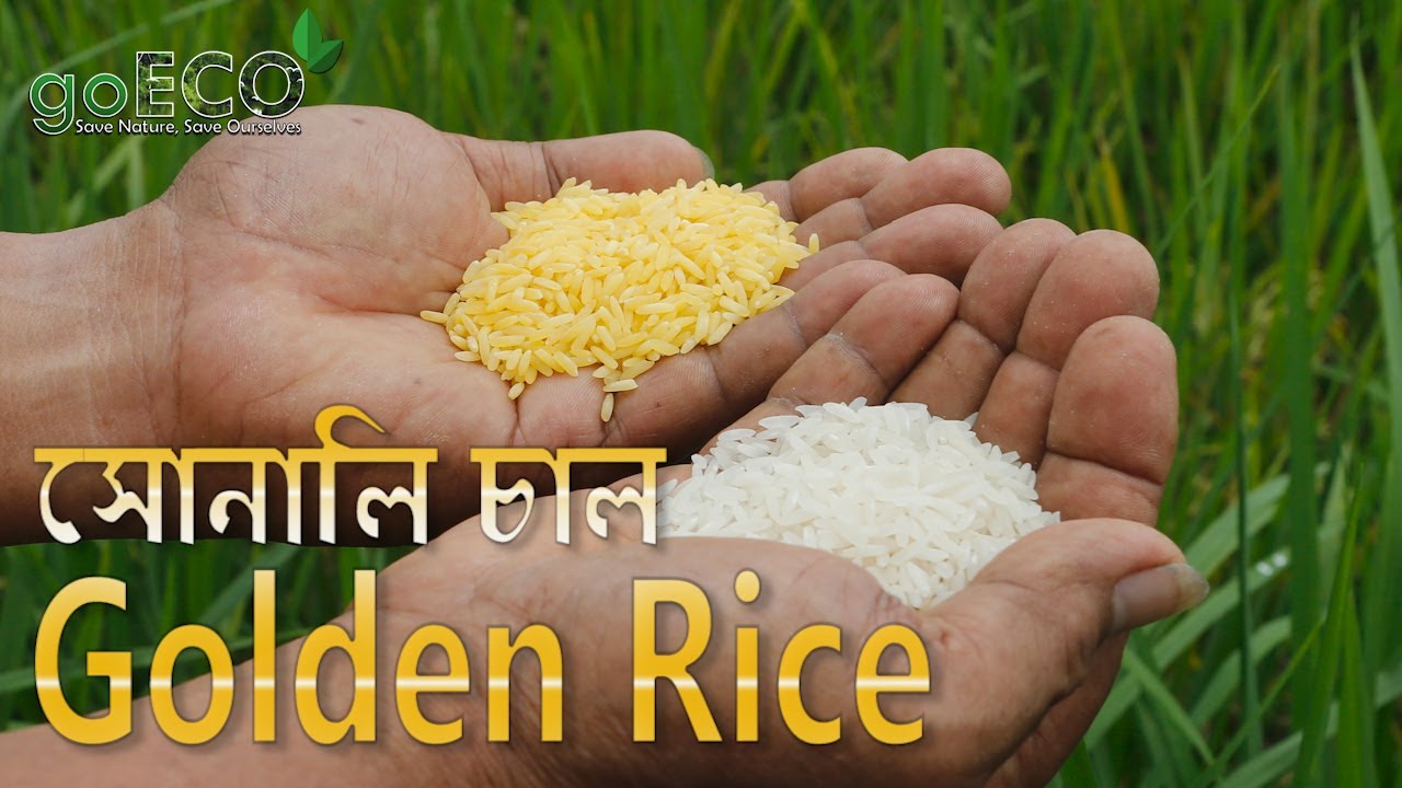 সোনালি চাল | Golden Rice | Genetic Engineering | GMO | biosynthesize ...