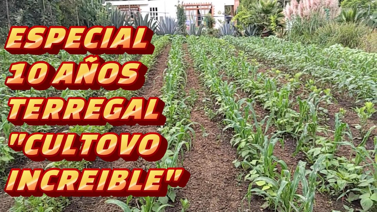 ESPECIAL 10 AÑOS TERREGAL, uno de los MEJORES CULTIVOS que HEMOS TENIDO ...