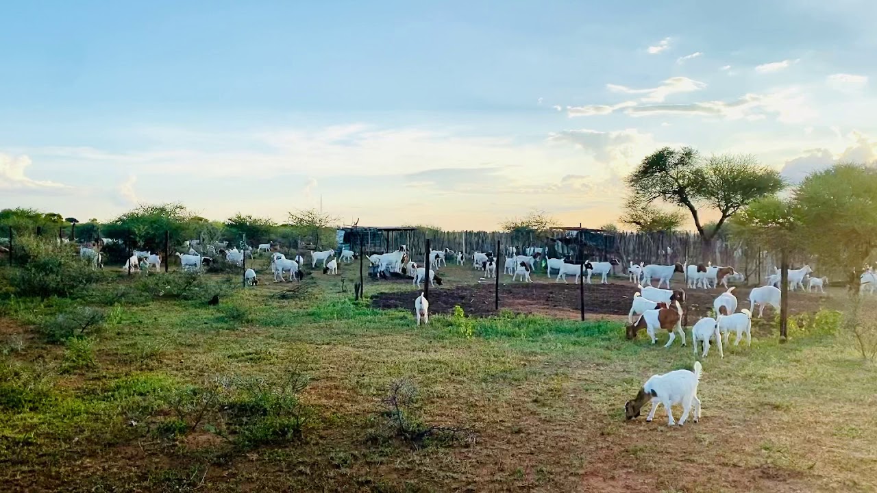 Boergoats grazing. RoseMo farm - YouTube