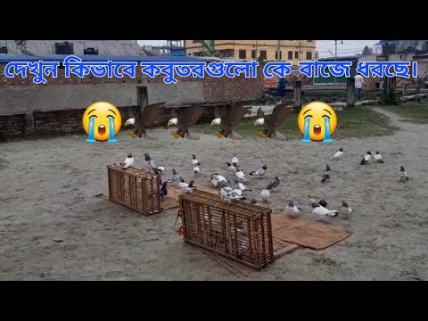 দেখুন আজকে কিভাবে কবুতরগুলো কে বাজে ধরছে।Foysal Bhuiyan (P L)..... - YouTube