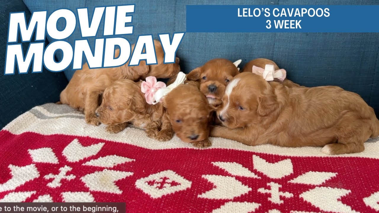 Lelo's Cavapoos 3 weeks - YouTube