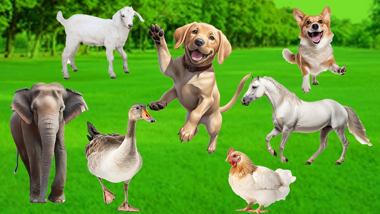 Mischievous Animals: Goat, Dog, Cat, Cow, Chicken, Monkey, Duck, Sheep ...