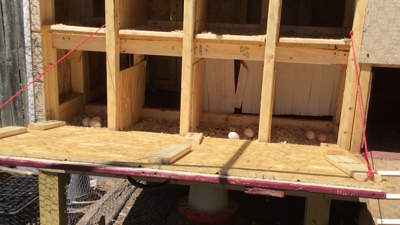 Our new egg farm! - YouTube