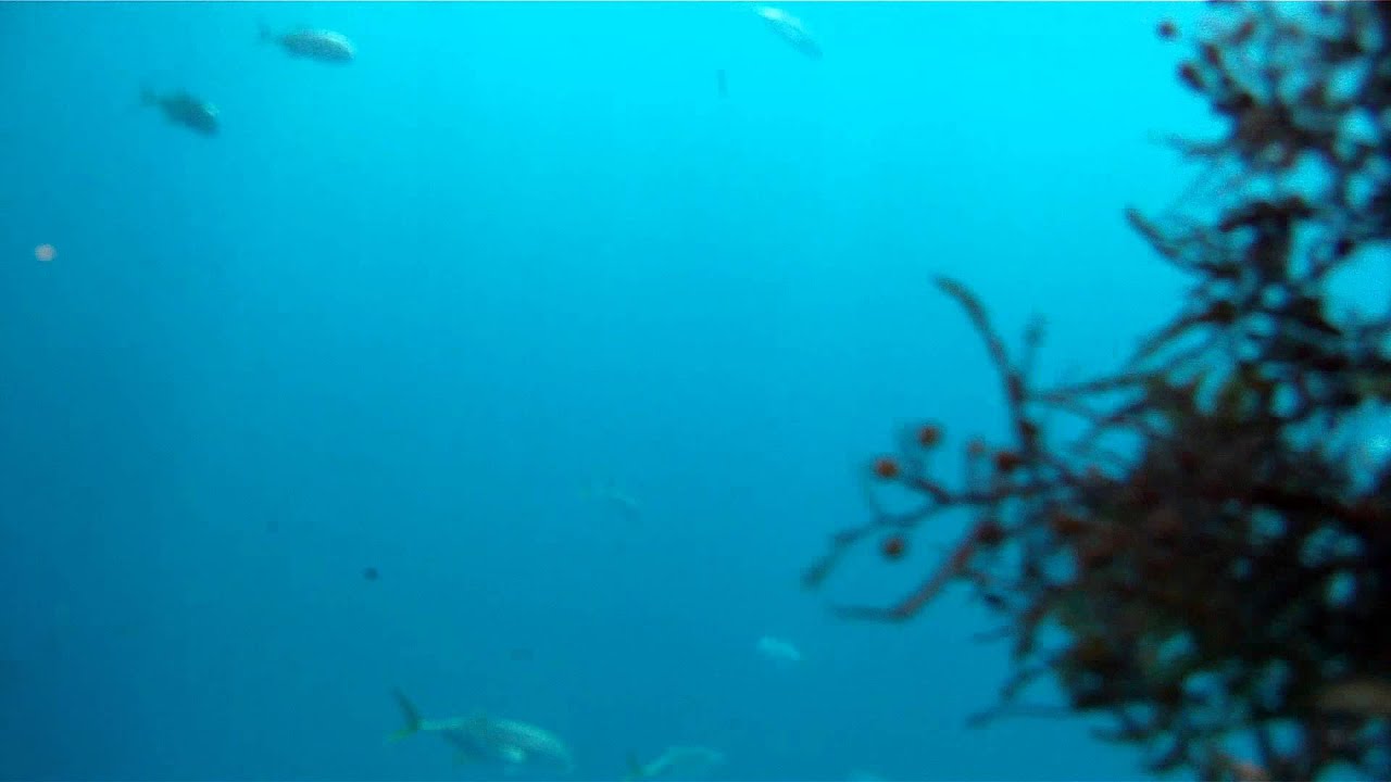 Jacks on the reef - YouTube