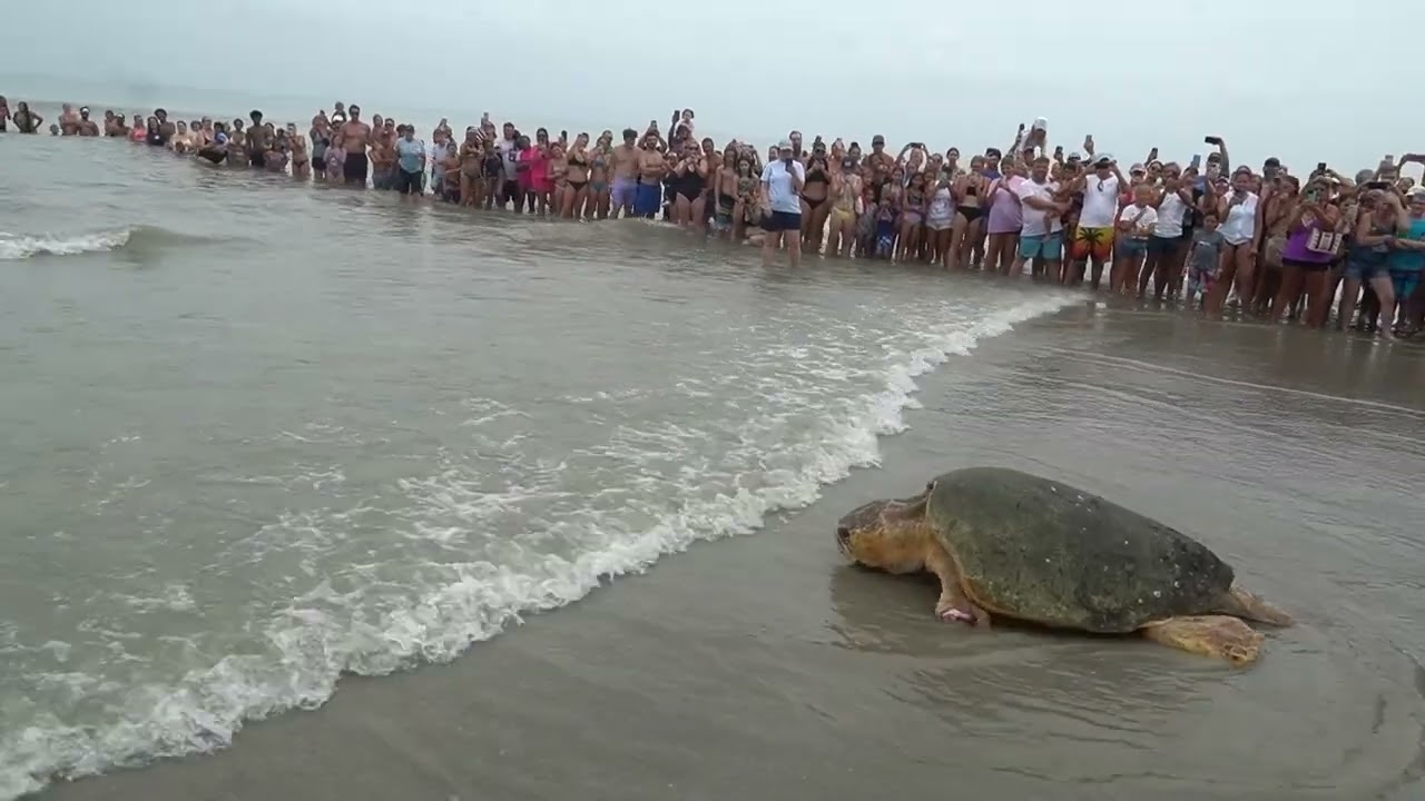 Bubba the 375-pound sea turtle is back in the Atlantic after treatment
